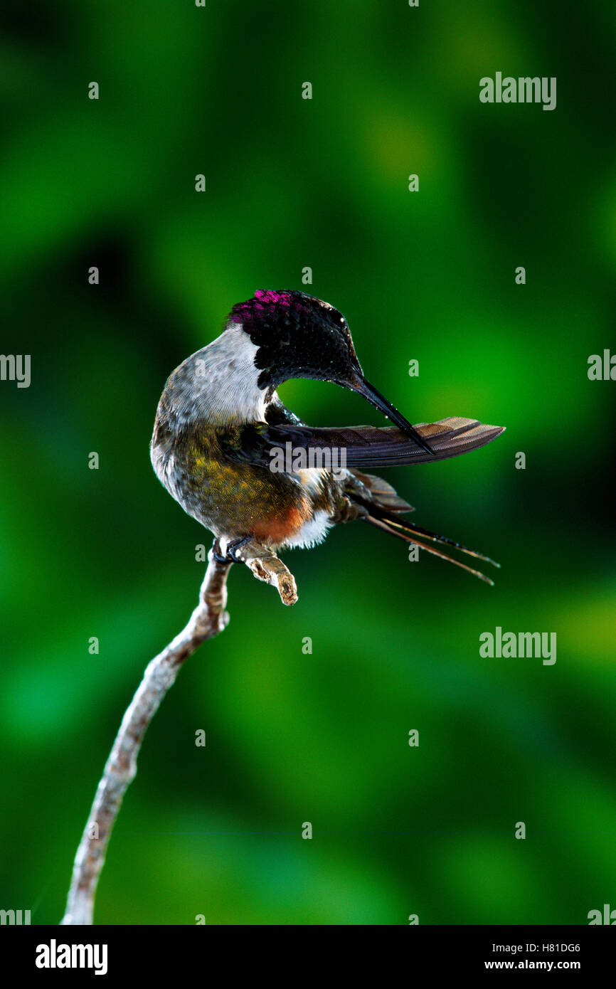 Magenta-throated Woodstar (Calliphlox bryantae) hummingbird male ...
