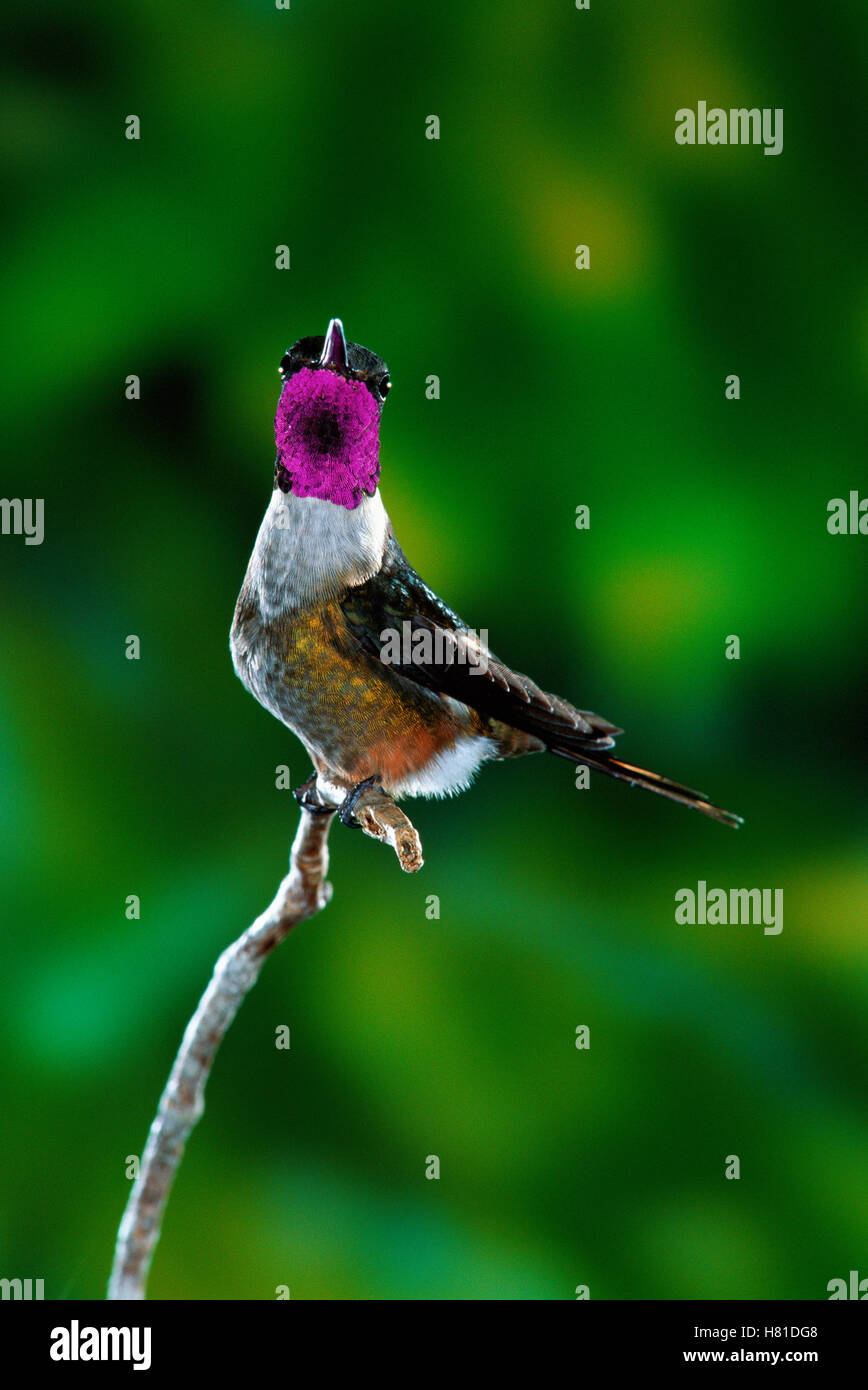 Magenta-throated Woodstar (Calliphlox bryantae) hummingbird male ...