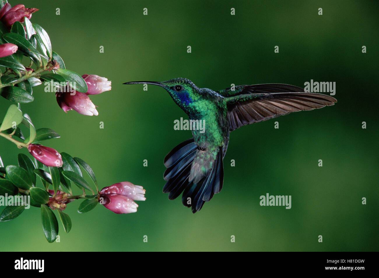 Green Violet-ear (Colibri thalassinus) hummingbird flying near Heath ...