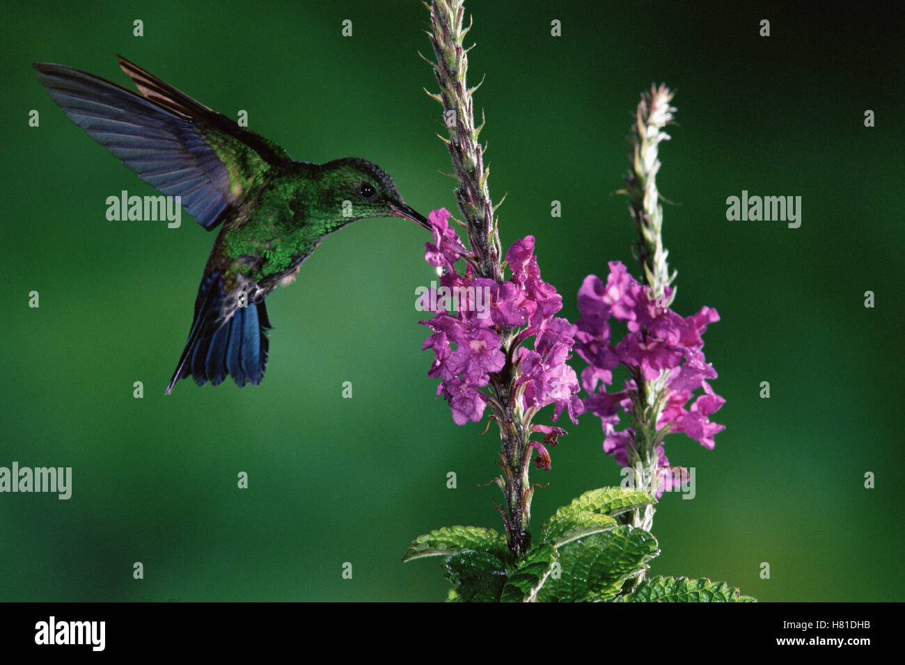 Steely-vented Hummingbird (Amazilia saucerrottei) feeding and ...