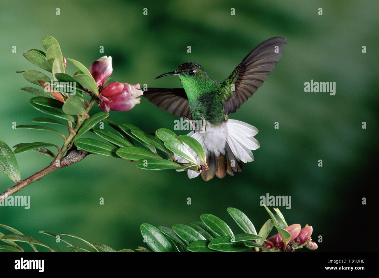 Coppery-headed Emerald (Elvira cupreiceps) hummingbird, male feeding on ...