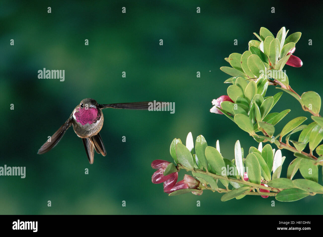 Magenta-throated Woodstar (Calliphlox bryantae) hummingbird male flying ...