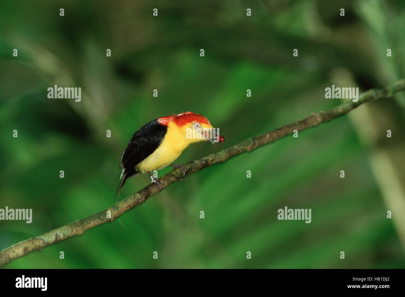 Wire-tailed Manakin (Pipra filicauda) regurgitating seeds, Amazon ...