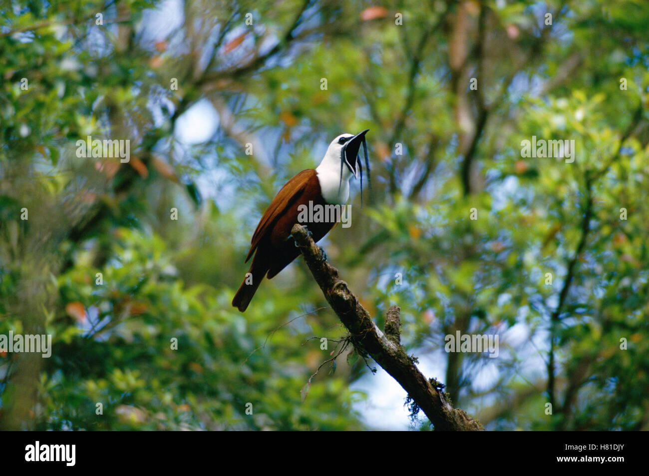 Three-wattled Bellbird (Procnias tricarunculata) male calling in cloud ...