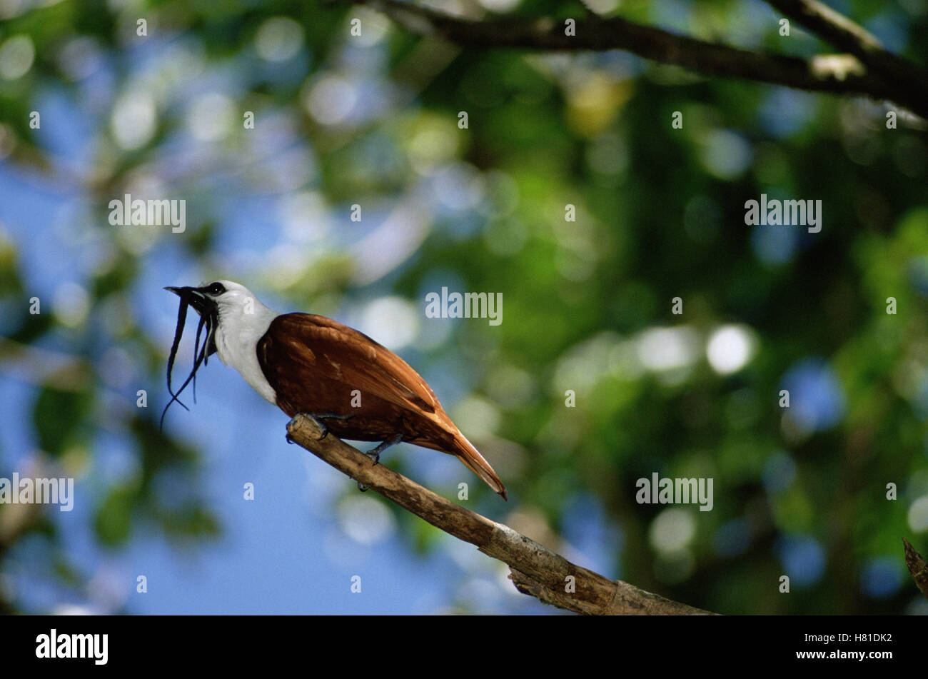 Three-wattled Bellbird (Procnias tricarunculata) male calling in cloud ...