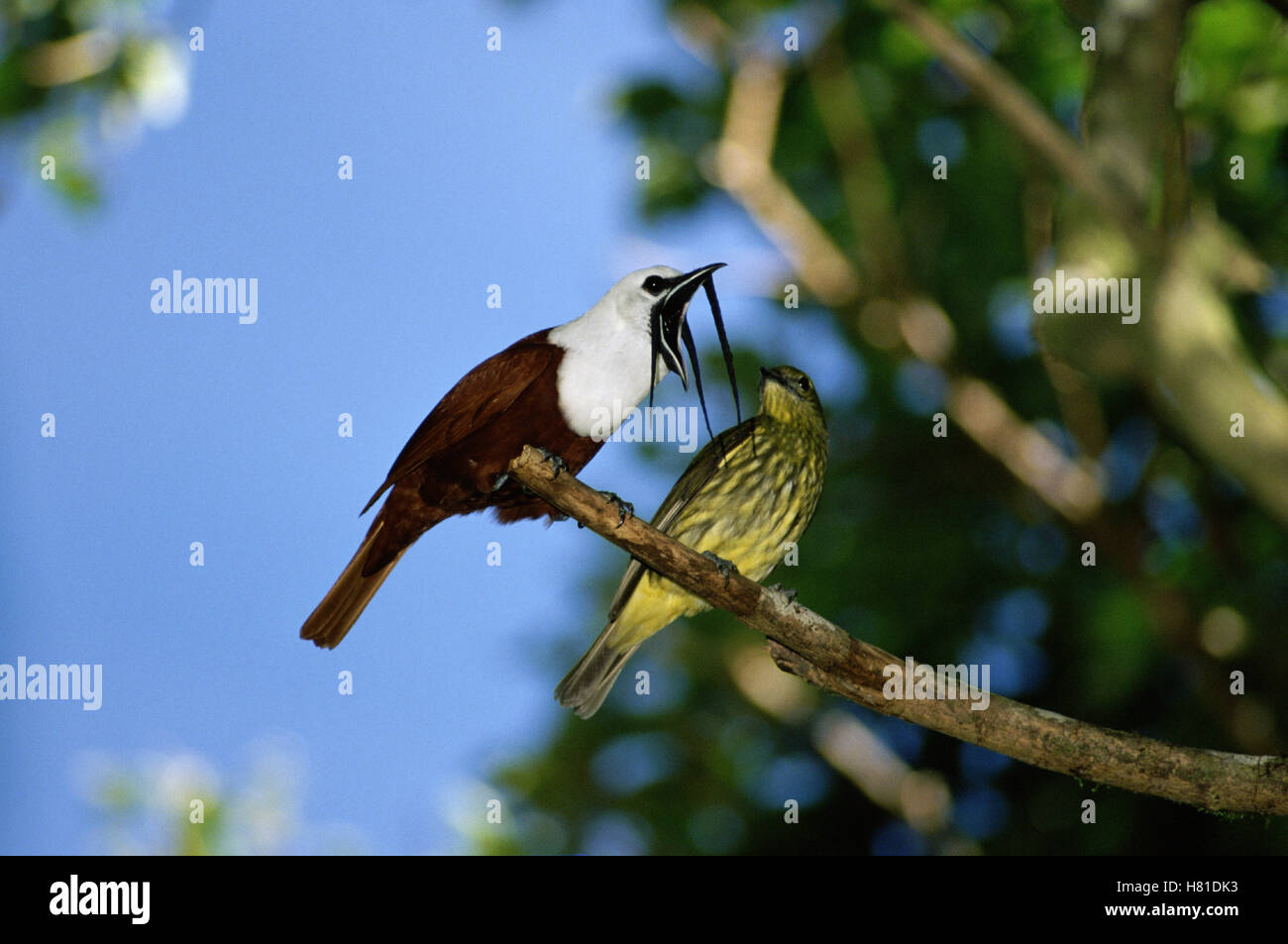 Three-wattled Bellbird (Procnias tricarunculata) male challenges female ...