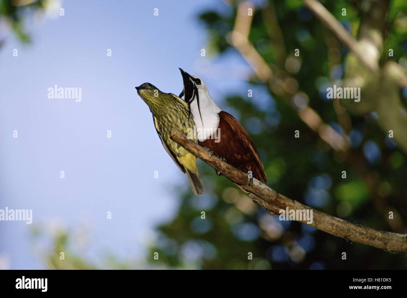Three-wattled Bellbird (Procnias tricarunculata) male challenges female ...
