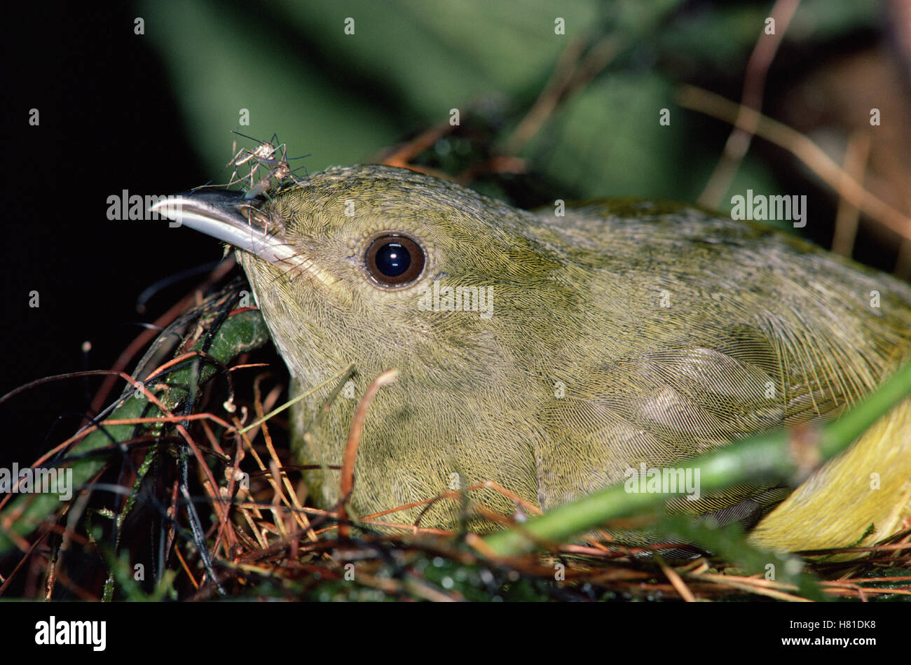 White-collared Manakin (Manacus candei) female feeding on mosquitoes ...