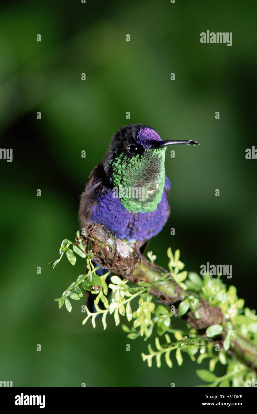 Violet-crowned Woodnymph (Thalurania colombica) hummingbird male ...