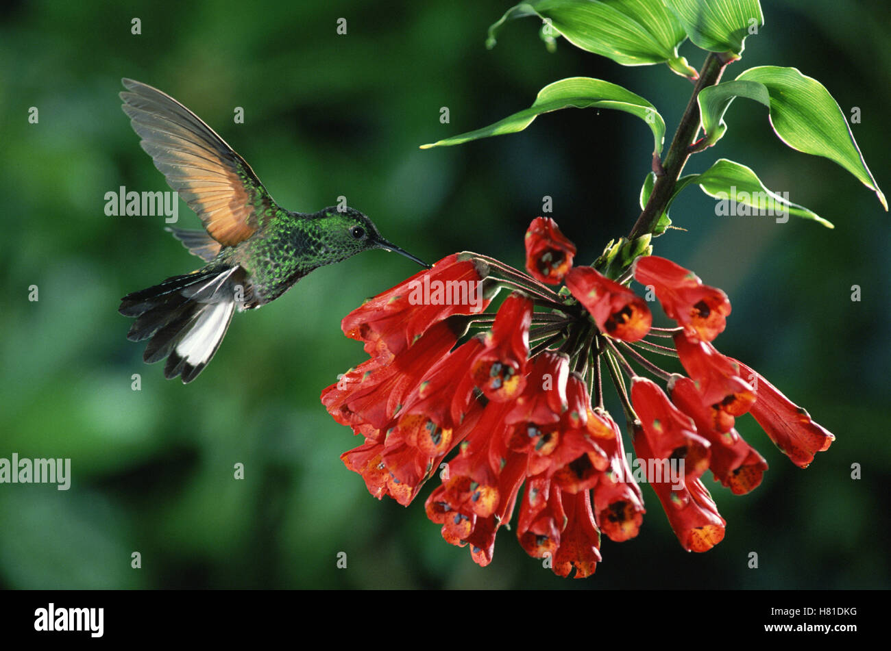 Stripe-tailed Hummingbird (Eupherusa eximia) piercing a flower (Bomarea ...