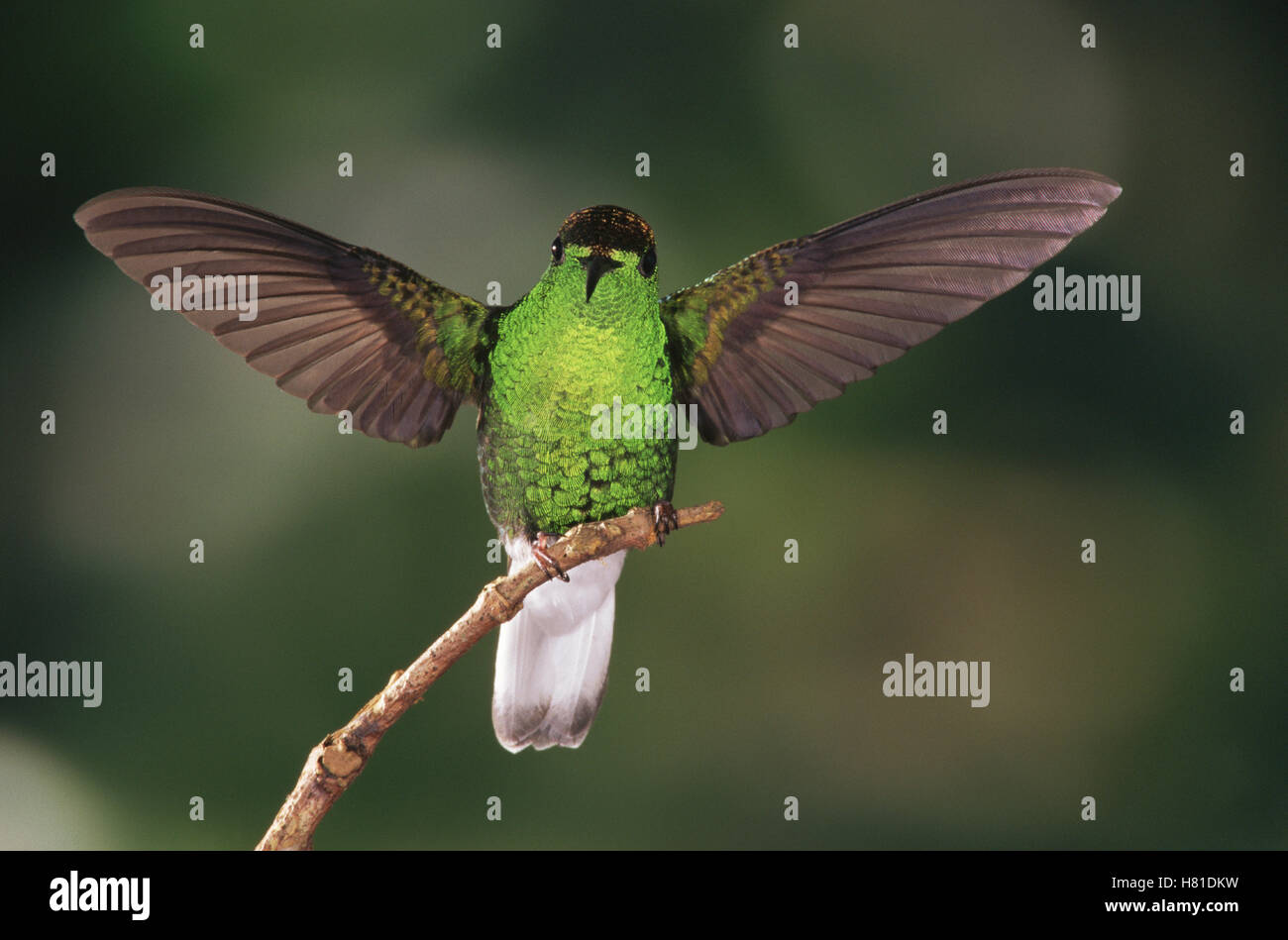 Coppery-headed Emerald (Elvira cupreiceps) hummingbird, male, endemic ...