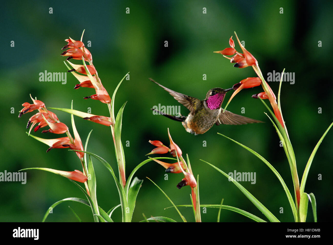 Magenta-throated Woodstar (Calliphlox bryantae) hummingbird male ...