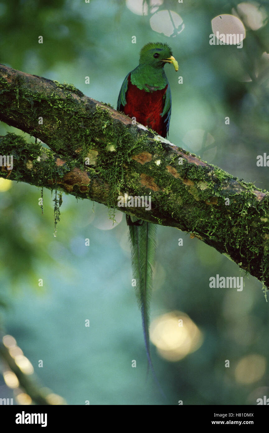 Resplendent Quetzal (Pharomachrus mocinno) male, with caterpillar prey ...