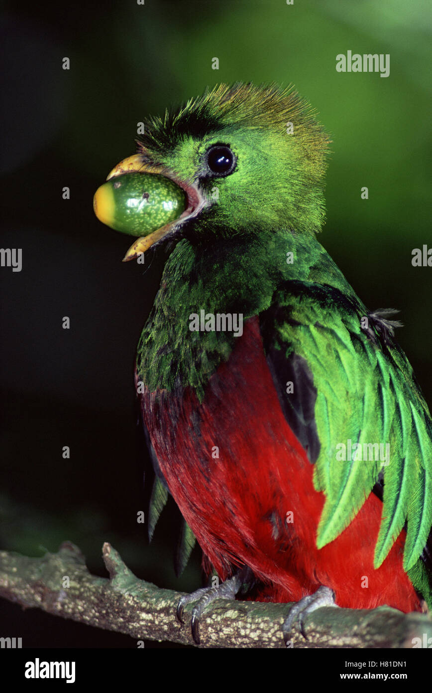 Resplendent Quetzal (Pharomachrus mocinno) male, with avocado fruit ...