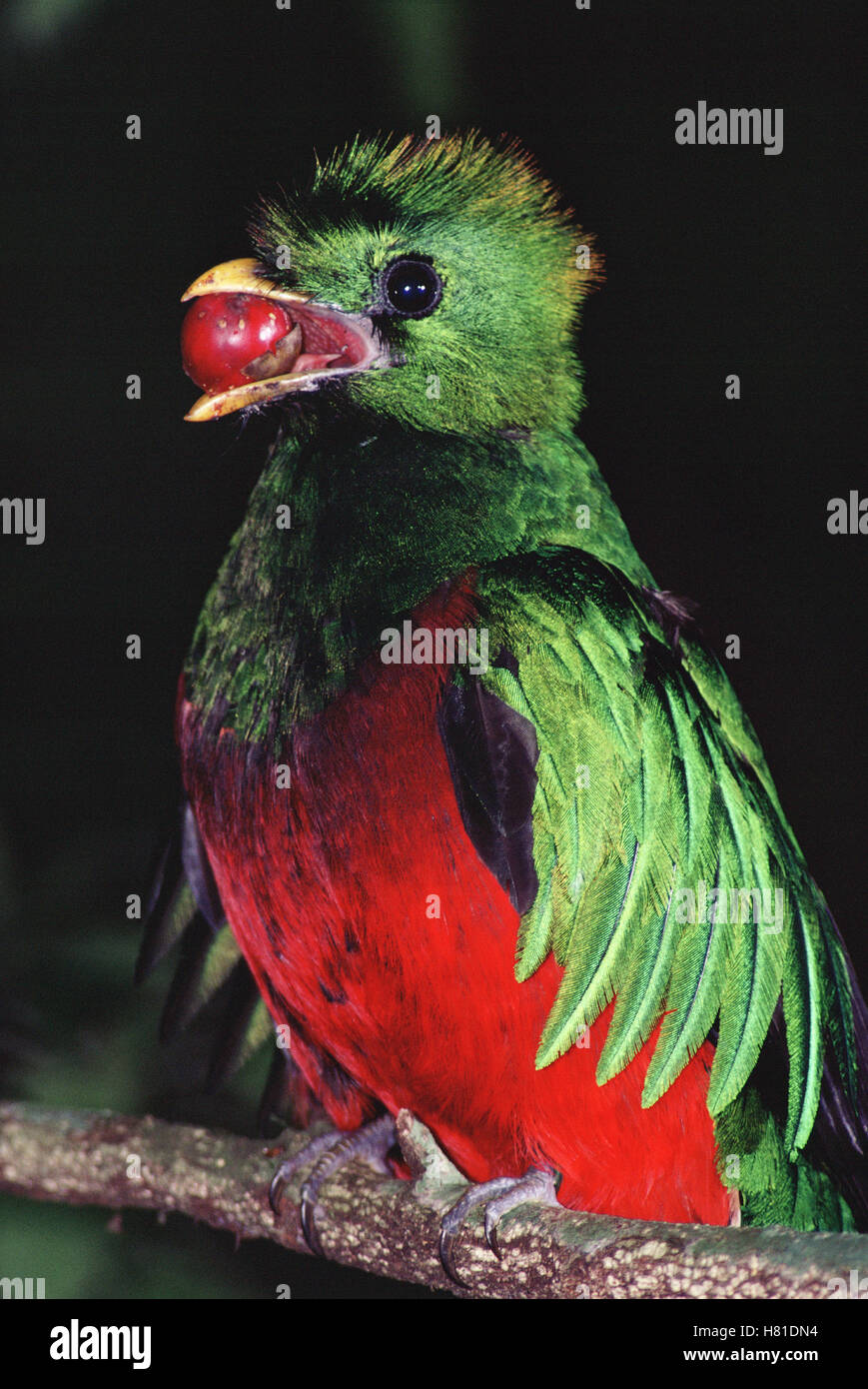 Resplendent Quetzal (Pharomachrus mocinno) male, with food, Monteverde ...