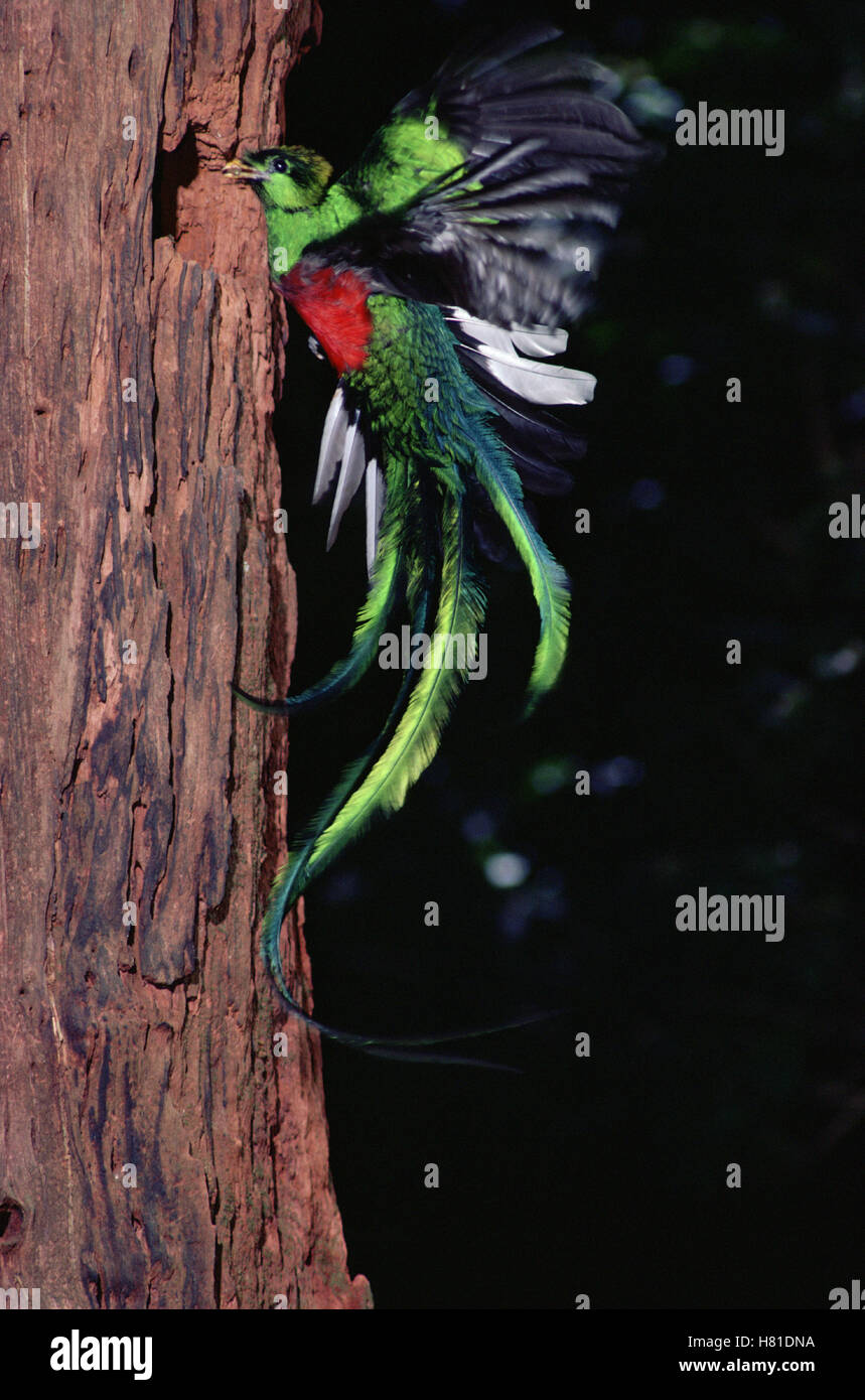 Resplendent Quetzal (Pharomachrus mocinno) male, flying, Monteverde ...