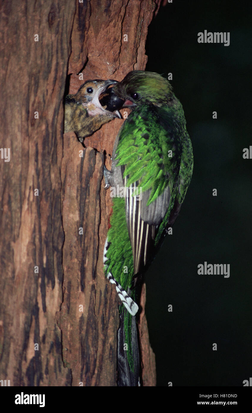 Resplendent Quetzal (Pharomachrus mocinno) female with food for chicks ...