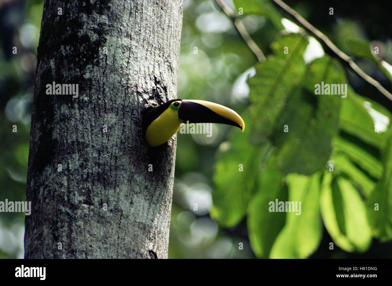 Chestnut-mandibled Toucan (Ramphastos swainsonii) nest hole, rainforest ...