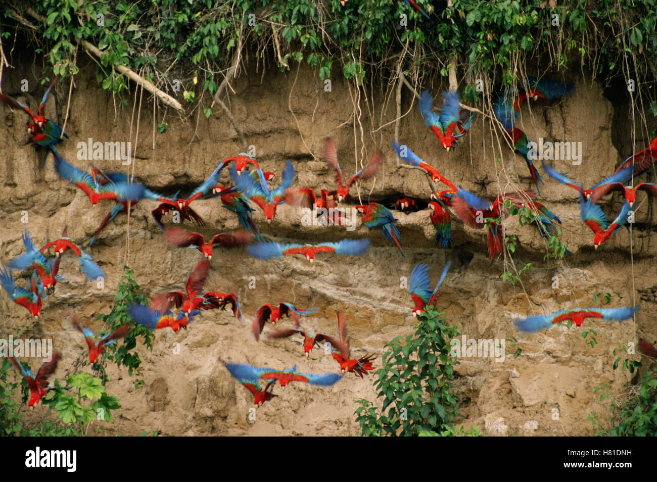 Scarlet Macaw (Ara macao) and Red and Green Macaw (Ara chloroptera ...