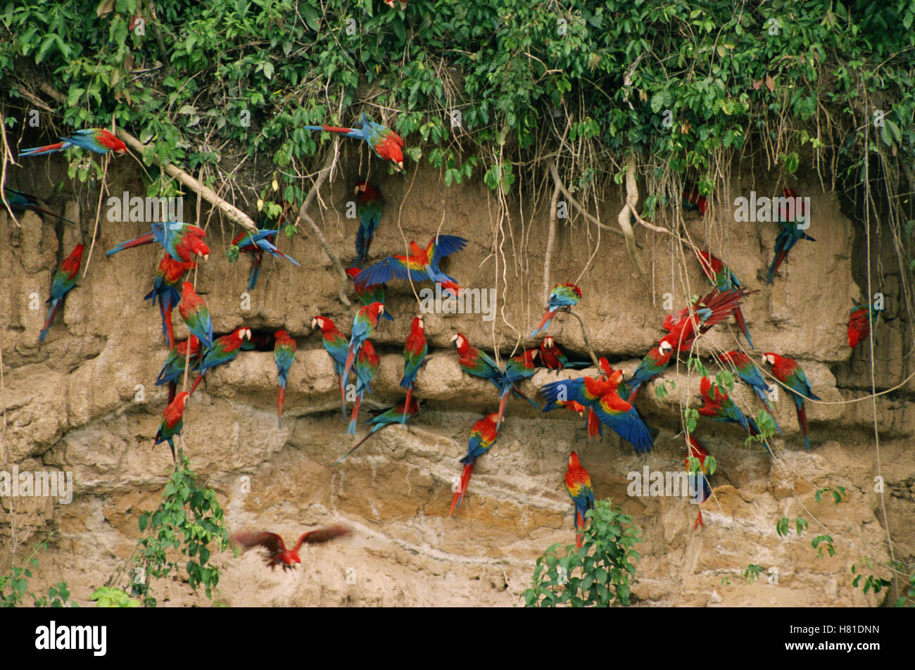 Scarlet Macaw (Ara macao) and Red and Green Macaw (Ara chloroptera ...