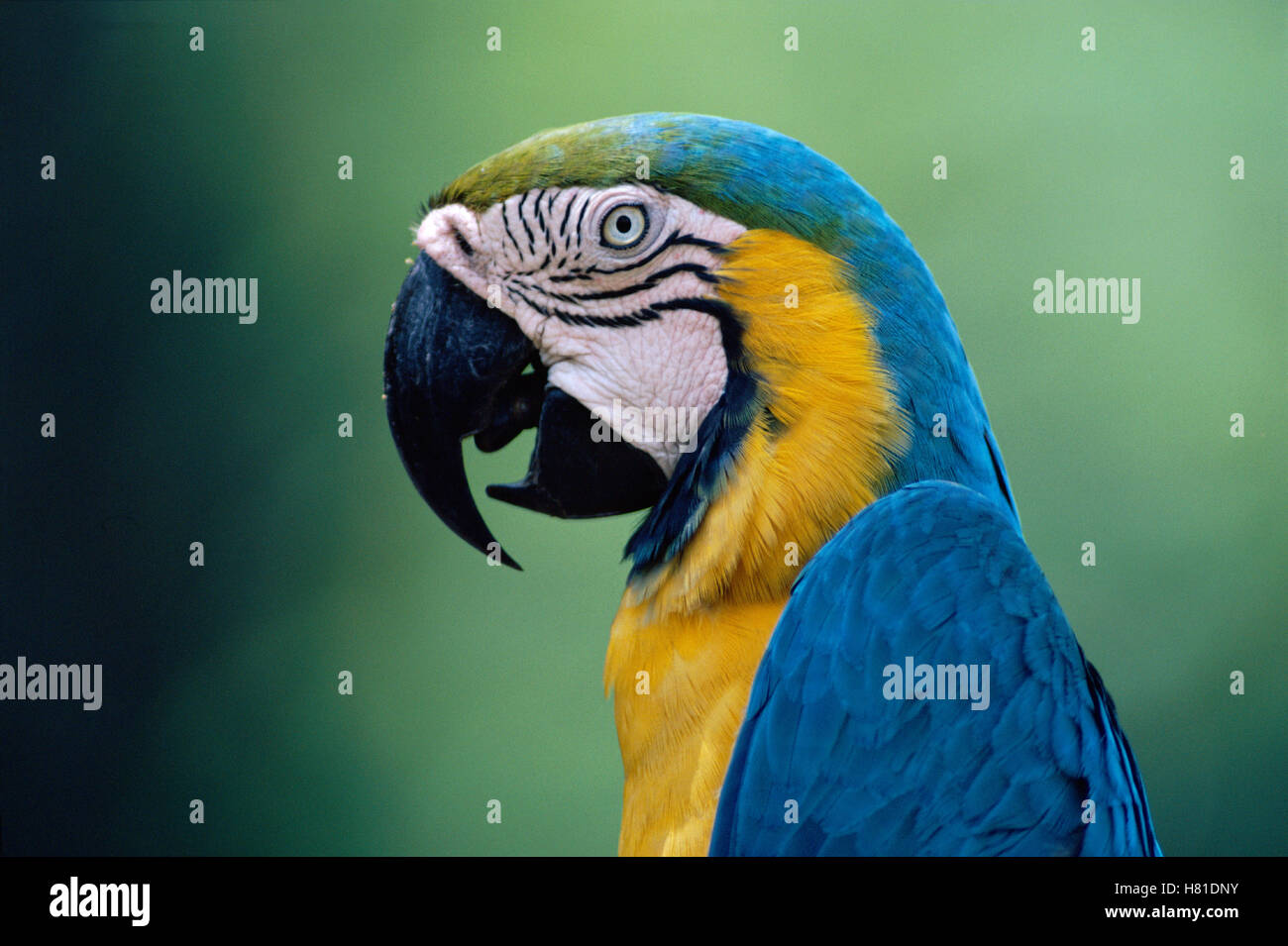 Blue and Yellow Macaw (Ara ararauna) rainforest, Peru Stock Photo - Alamy