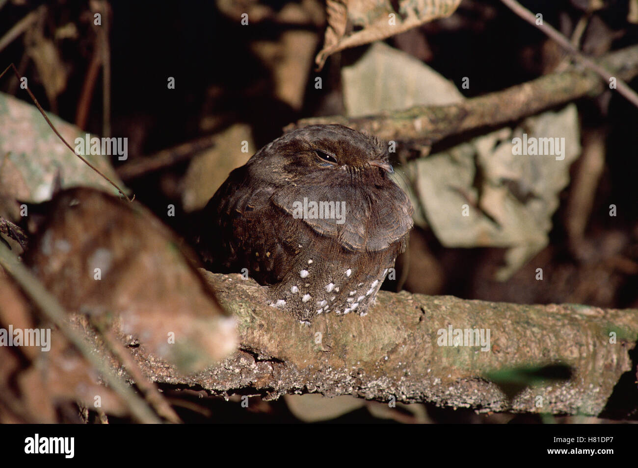 Ocellated Poorwill (Nyctiphrynus ocellatus) roosting Manu National Park ...