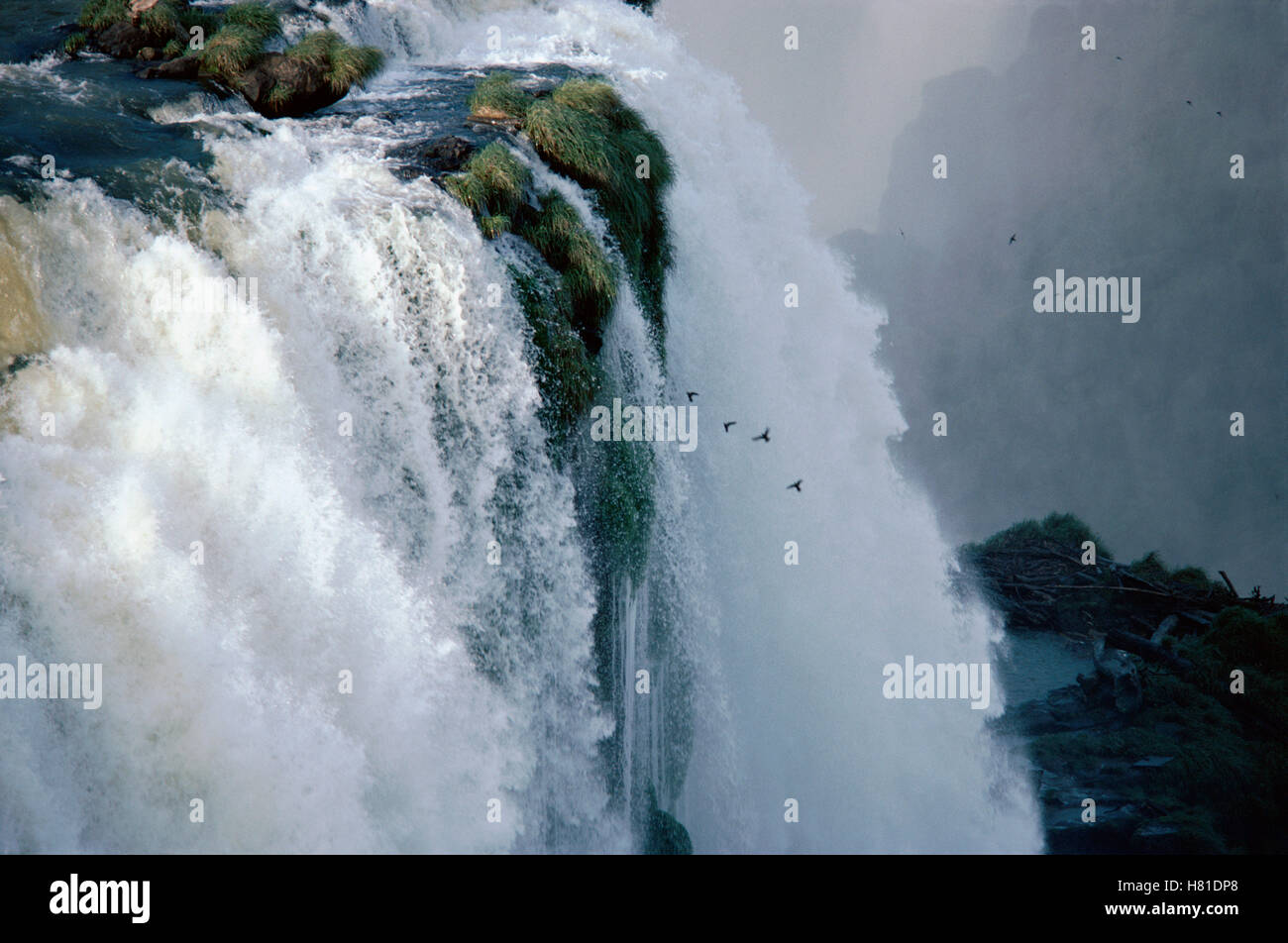 Great Dusky Swift (Cypseloides senex) flying over Iguacu Falls, Brazil ...