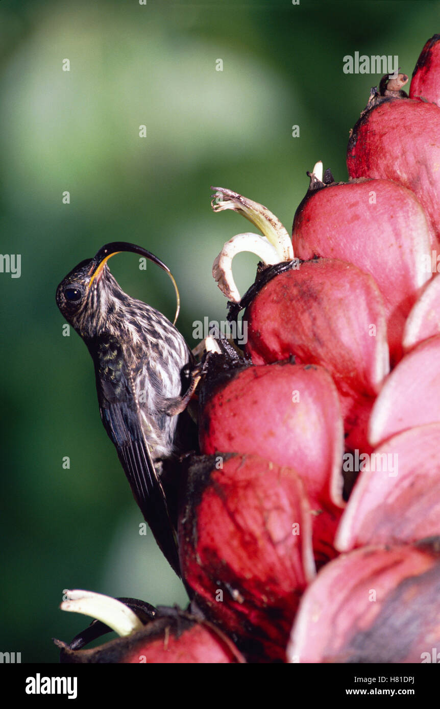 White-tipped Sicklebill (Eutoxeres aquila) hummingbird visiting a ...