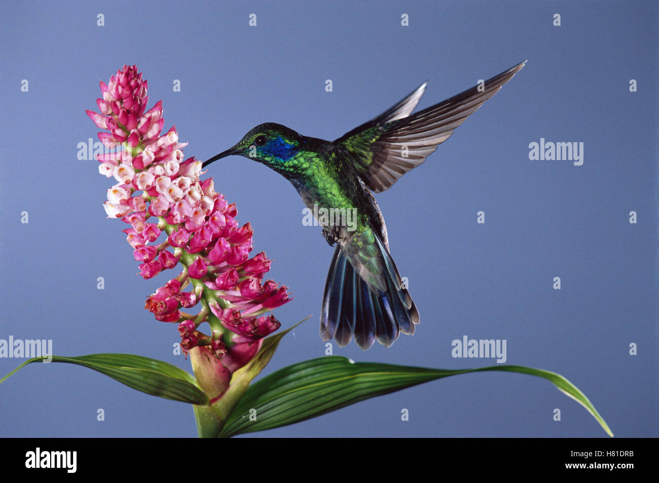 Green Violet-ear (Colibri thalassinus) hummingbird feeding, pollinating ...