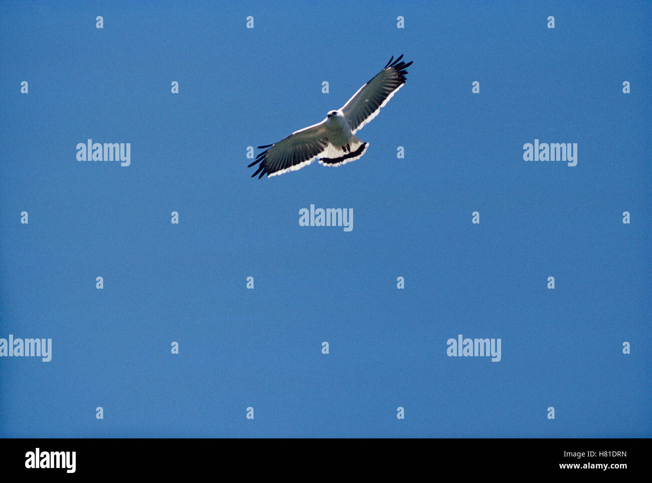 White Hawk (Leucopternis albicollis) flying over rainforest, Costa Rica ...