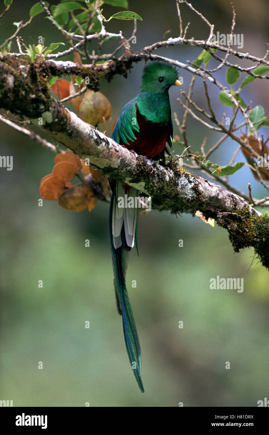 Resplendent Quetzal (Pharomachrus mocinno) male, Monteverde Cloud ...