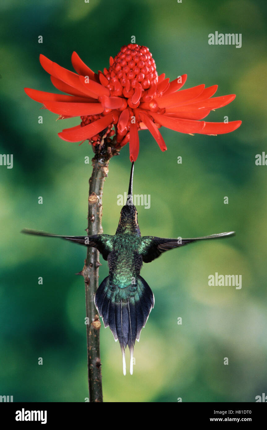 Green Hermit (Phaethornis guy) hummingbird visiting Coral Tree ...