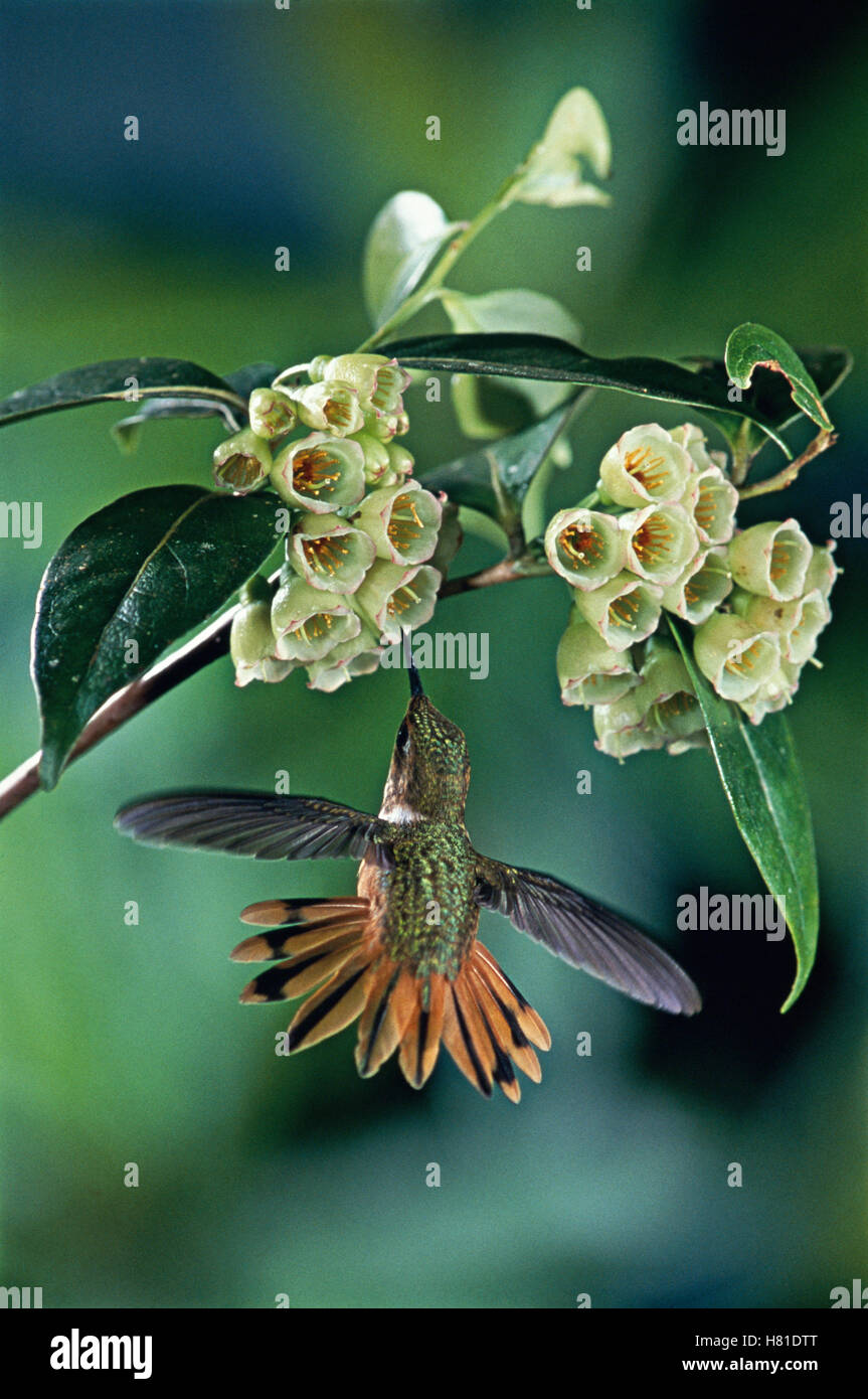 Scintillant Hummingbird (Selasphorus scintilla) feeding and pollinating ...