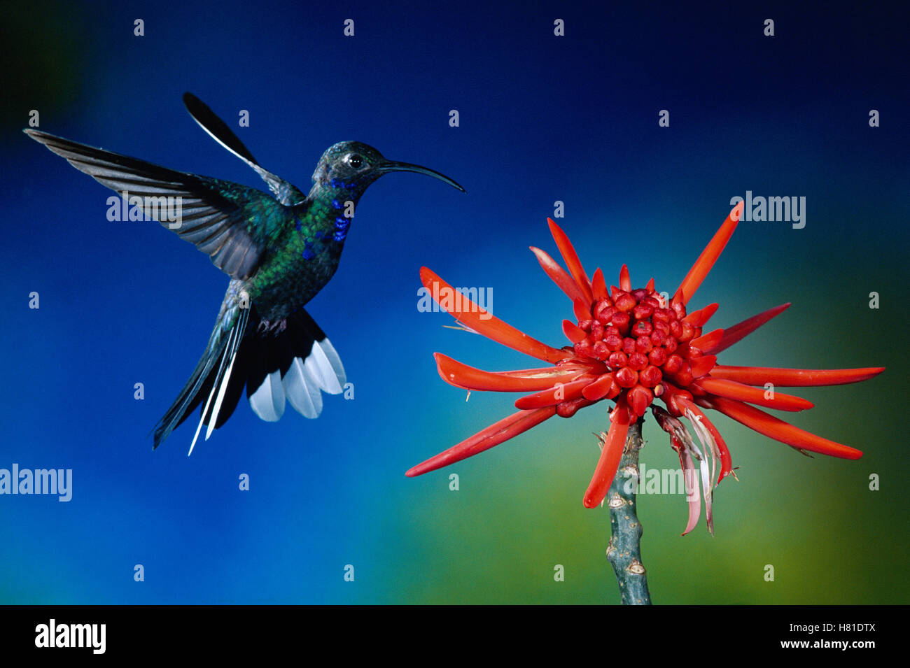 Violet Sabre-wing (Campylopterus hemileucurus) immature hummingbird on ...