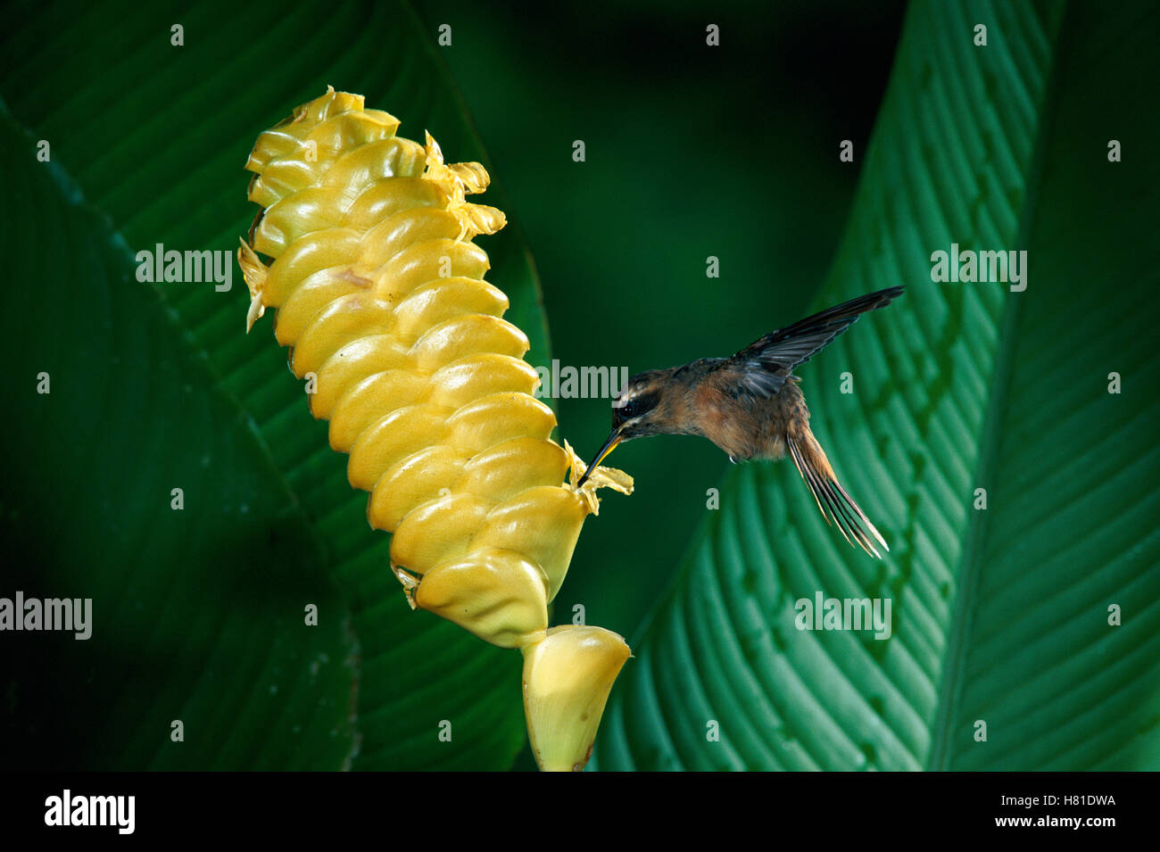 Little Hermit (Phaethornis longuemareus) hummingbird, feeding and ...