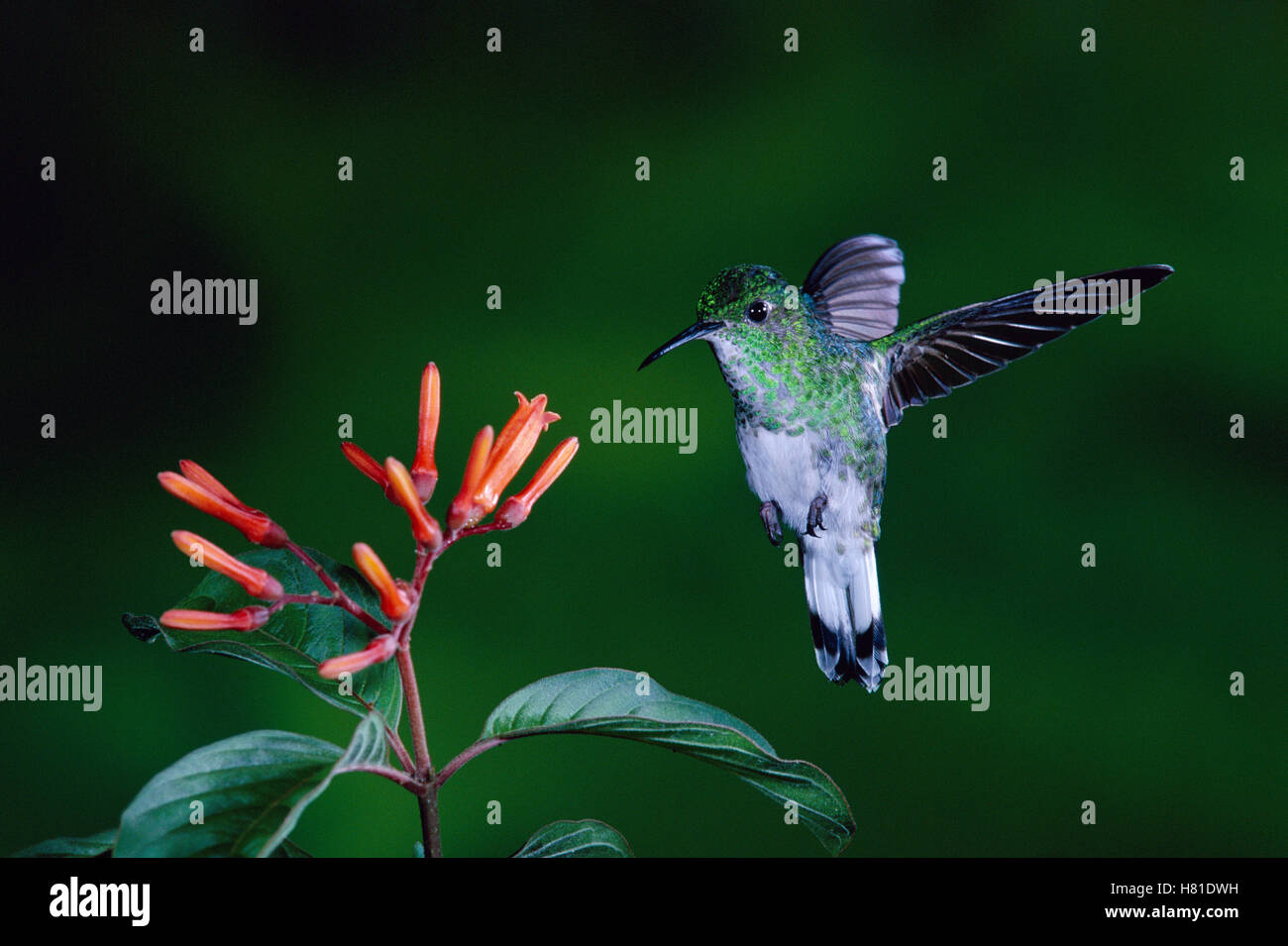 White-tailed Emerald (Elvira chionura) hummingbird female flying near ...