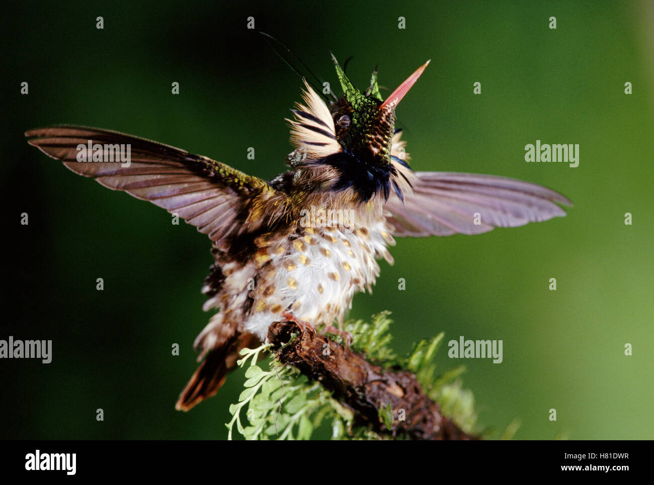 Black-crested Coquette (Lophornis helenae) hummingbird male, rainforest ...