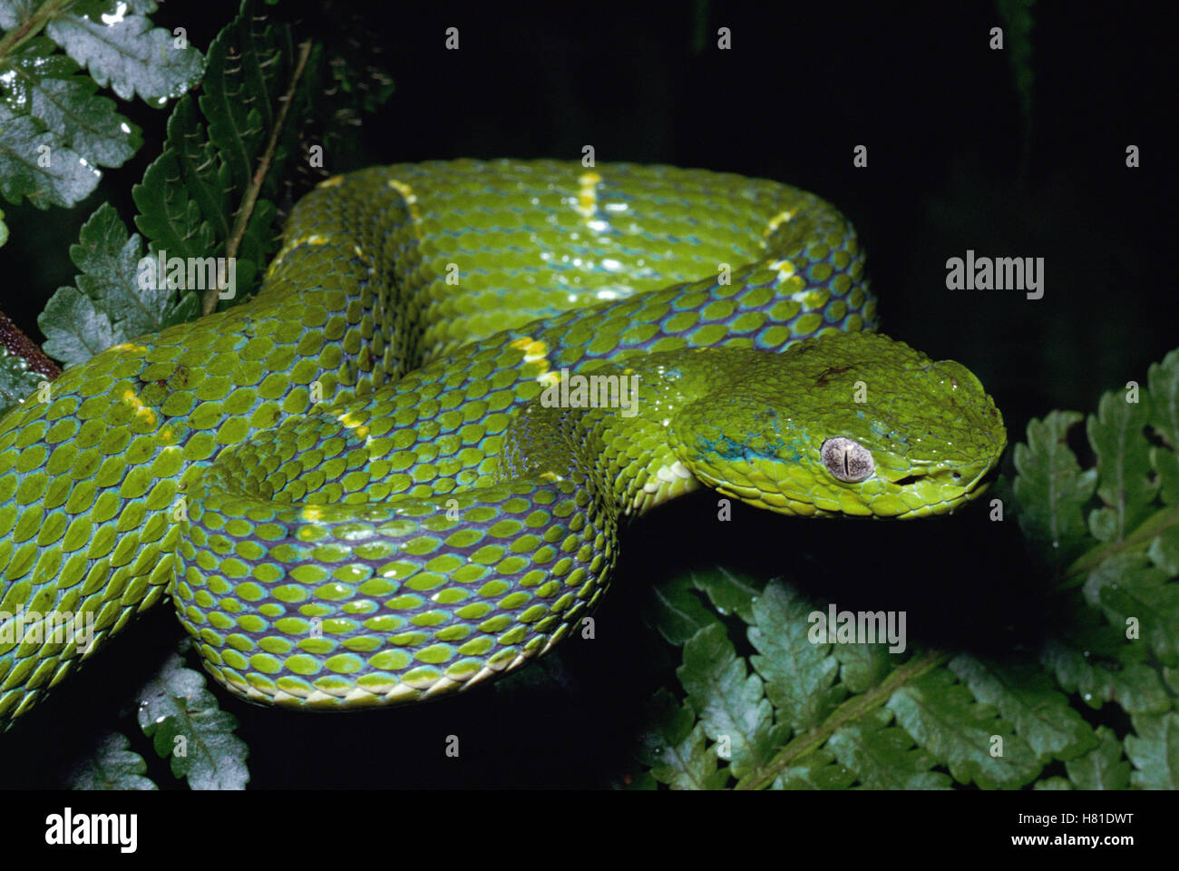 Green Palm Viper (Bothriechis lateralis) close-up, partially coiled ...