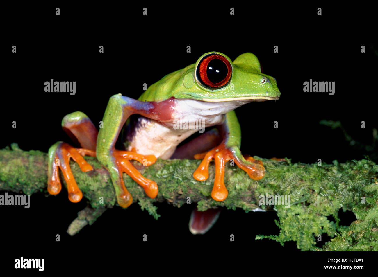 Misfit Leaf Frog (Agalychnis saltator) in rainforest, La Selva ...