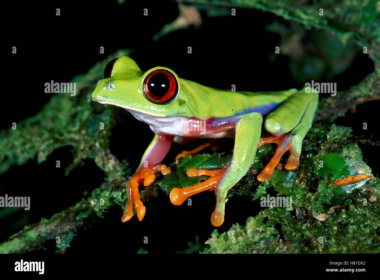Misfit Leaf Frog (Agalychnis saltator) in rainforest, La Selva ...