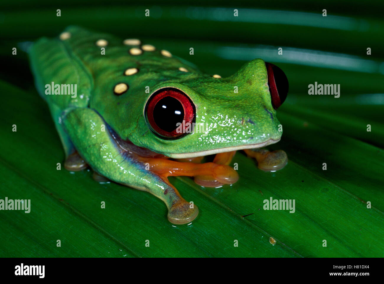 Misfit Leaf Frog (Agalychnis saltator) in rainforest, La Selva ...
