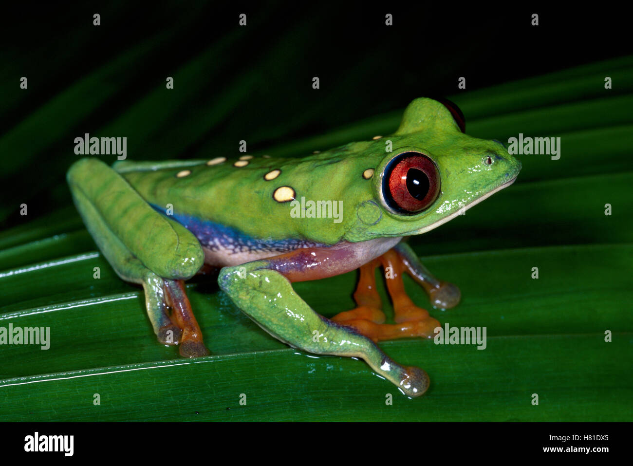 Misfit Leaf Frog (Agalychnis saltator) in rainforest, La Selva ...