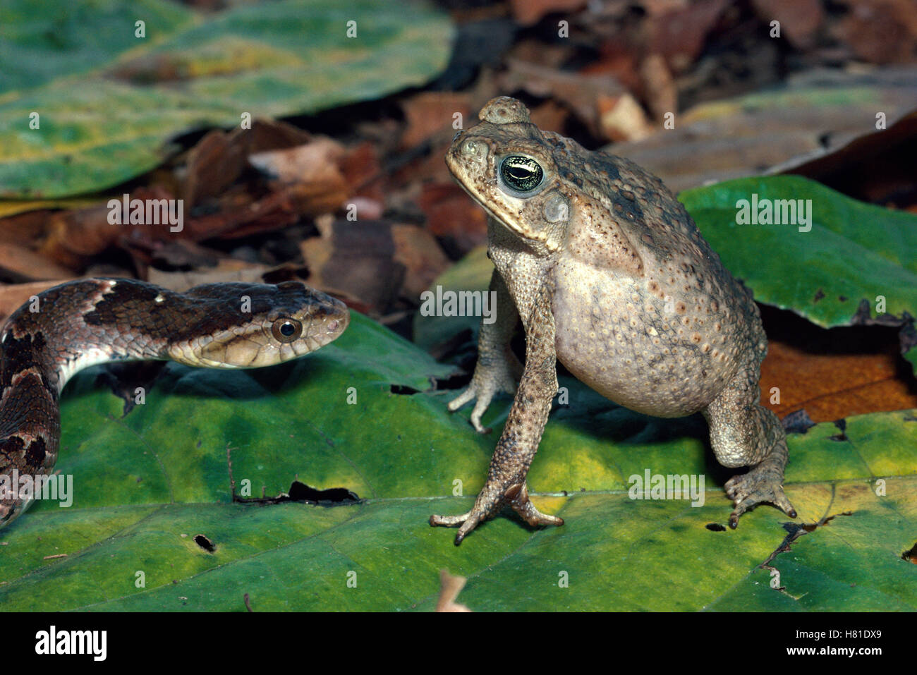 Cane Toad (Bufo marinus) defensive display against False Fer-de-lance ...