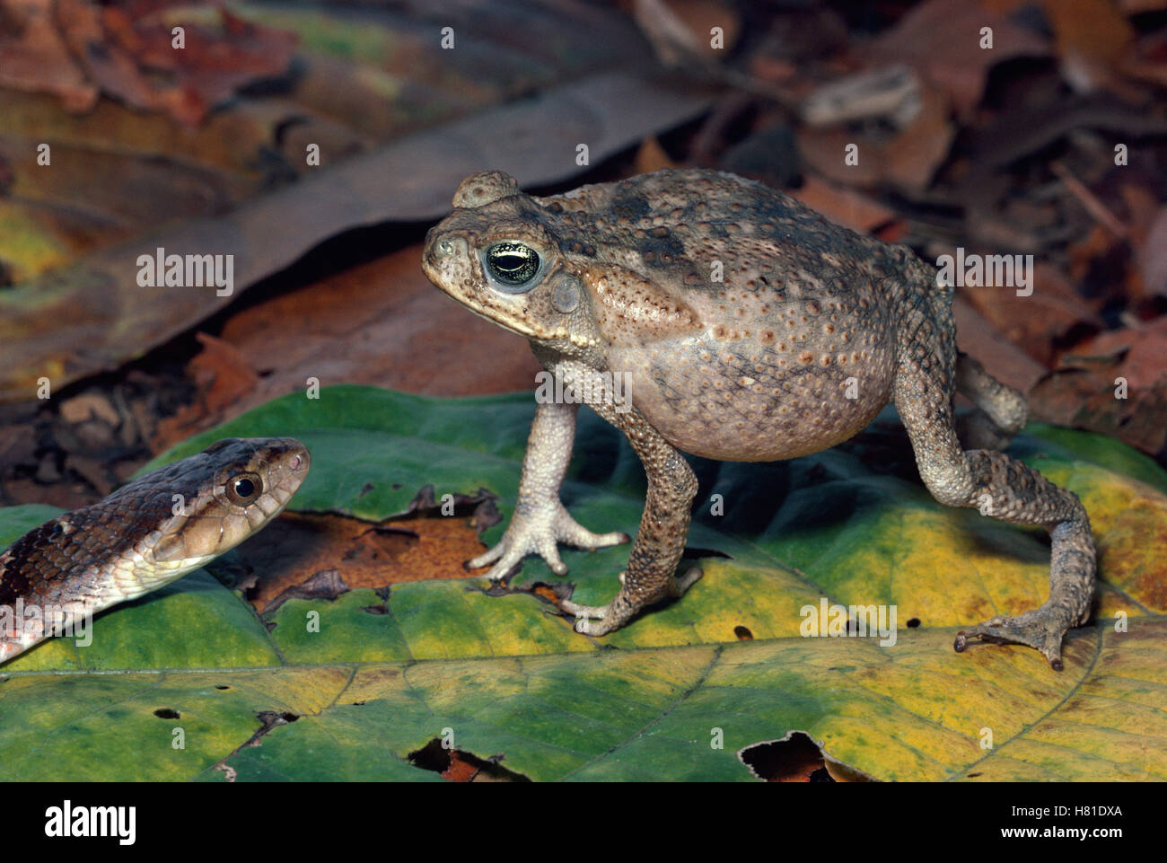 Cane Toad (Bufo marinus) defensive display against False Fer-de-lance ...