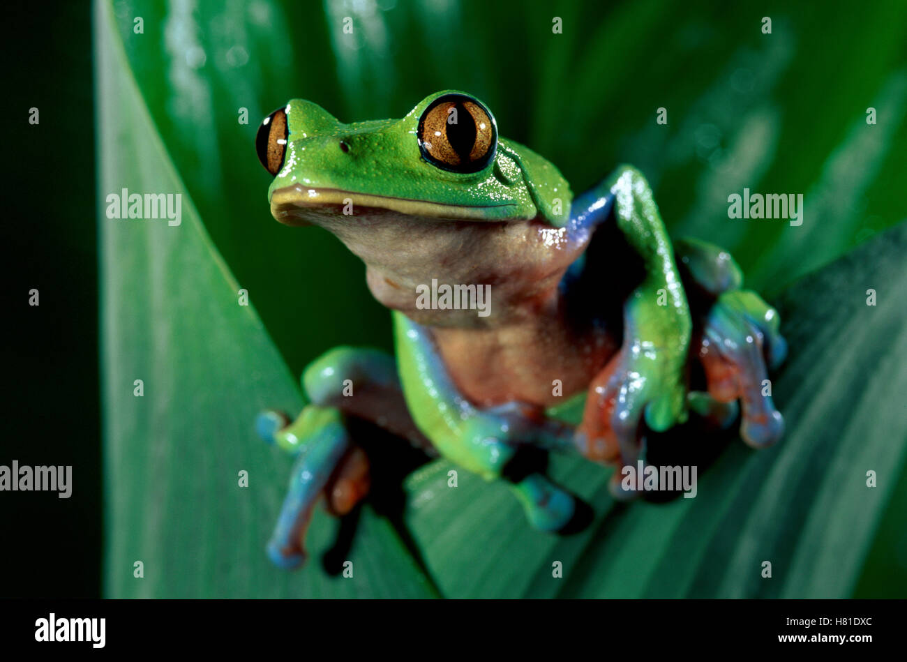 Blue-sided Leaf Frog (Agalychnis annae) close-up on leaf, cloud forest ...