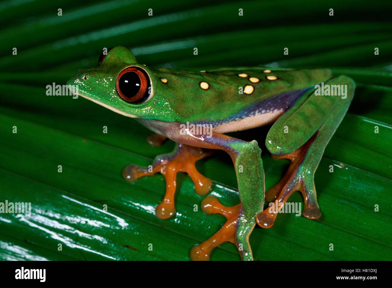 Misfit Leaf Frog (Agalychnis saltator) sitting on leaf, close-up, side ...