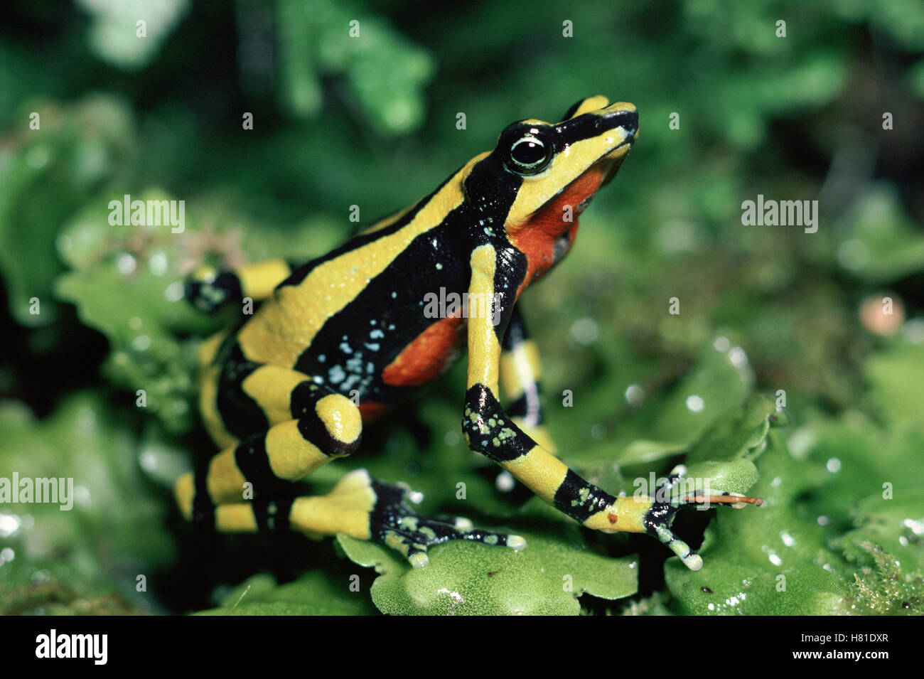 Harlequin Frog (Atelopus varius) displaying colorful warning colors ...