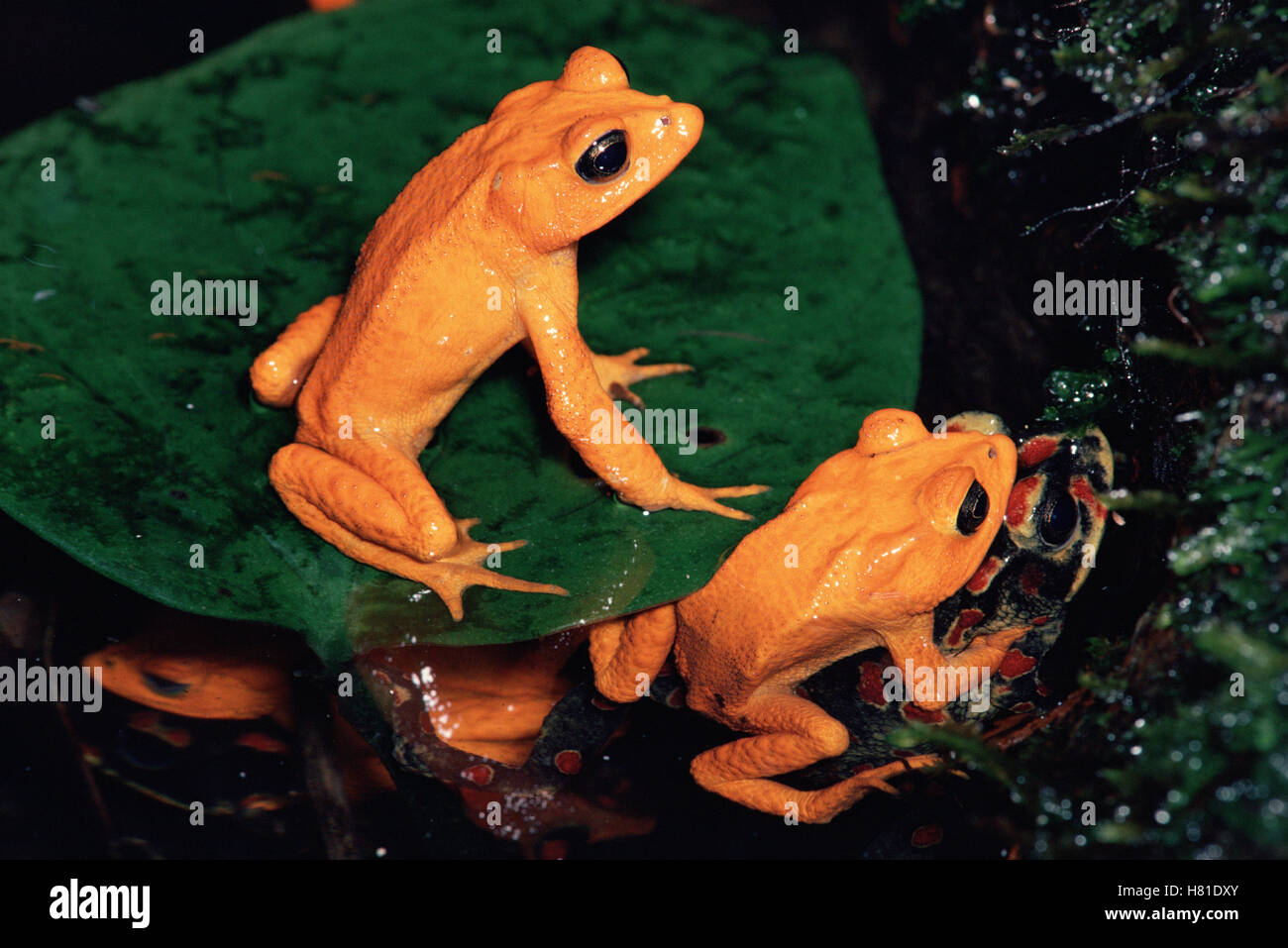 Golden Toad (Bufo periglenes) breeding aggregation, extinct, Monteverde ...