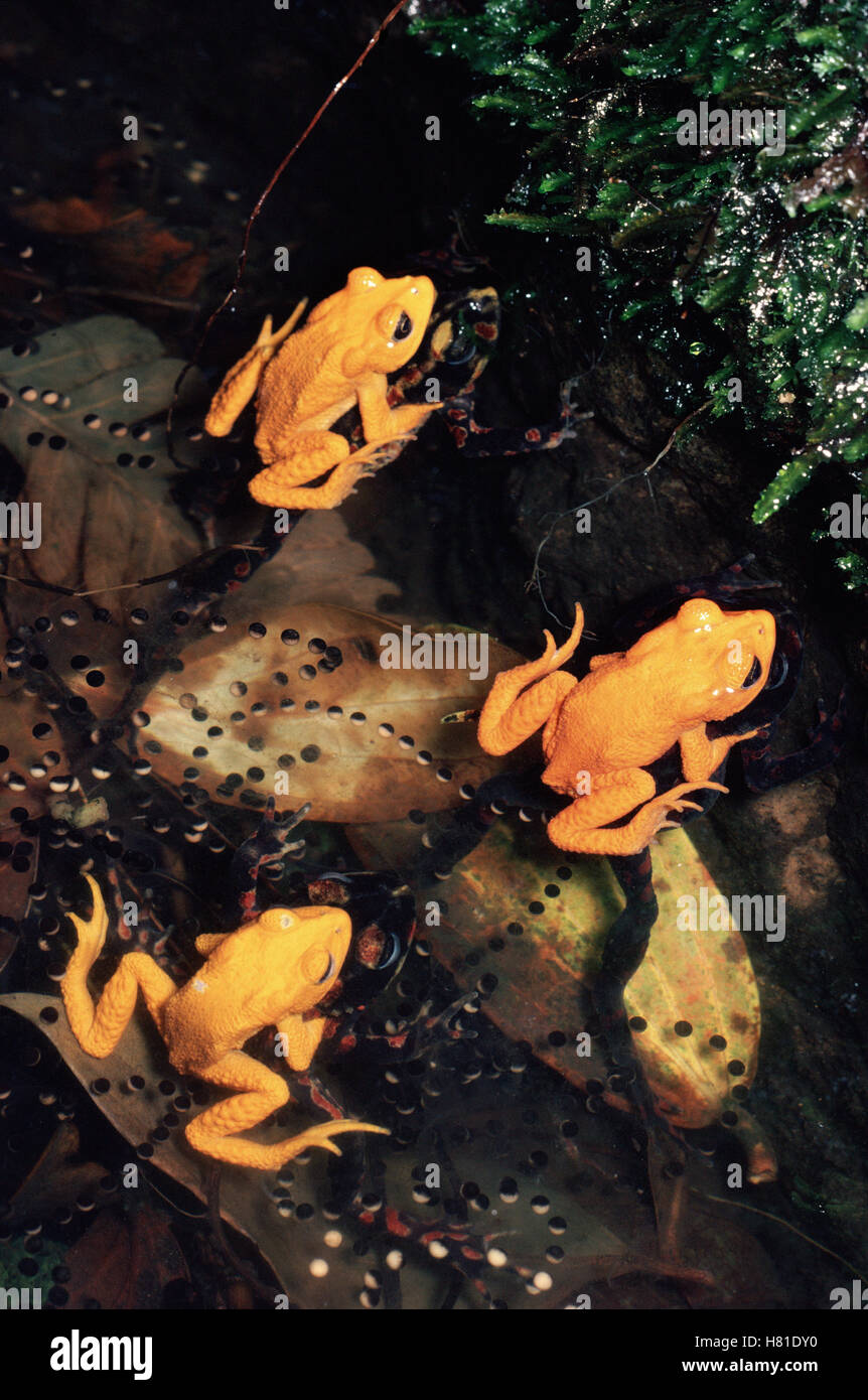 Golden Toad (Bufo periglenes) breeding aggregation, extinct, Monteverde ...