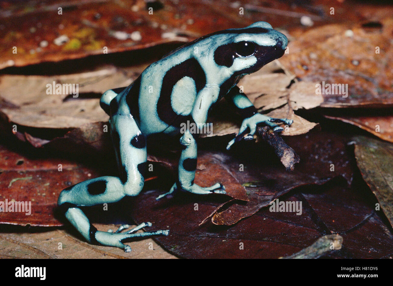 Green and Black Poison Dart Frog (Dendrobates auratus) showing warning ...